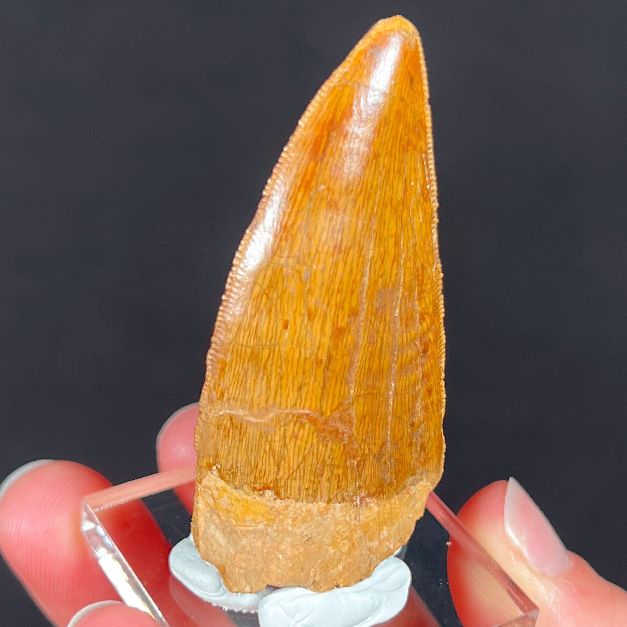 Carcharodontosaurus Fossil | For Sale | Unearthed Store