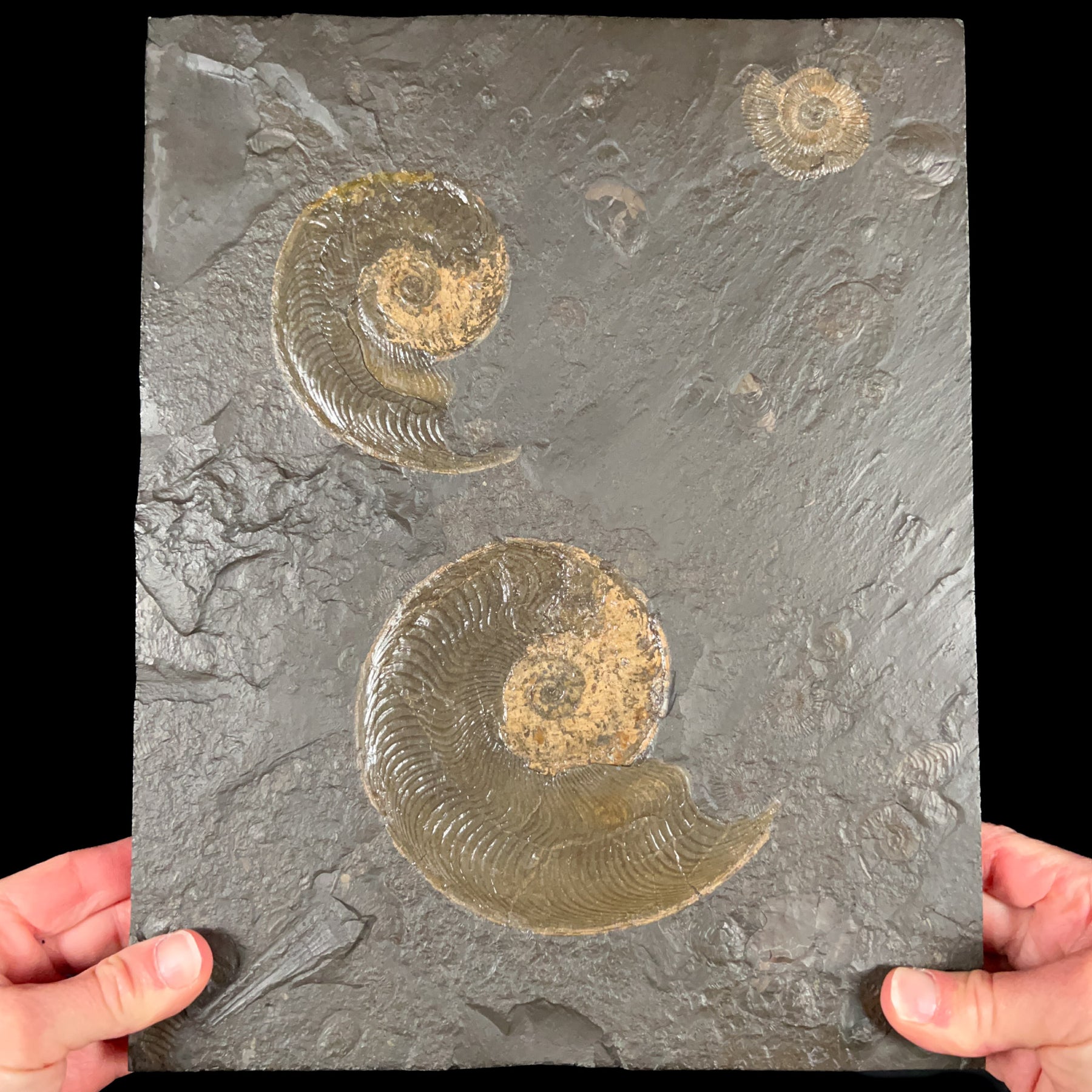 Unearthed Store - A Stone for Every Home (Crystals, Fossils, Jewelry)