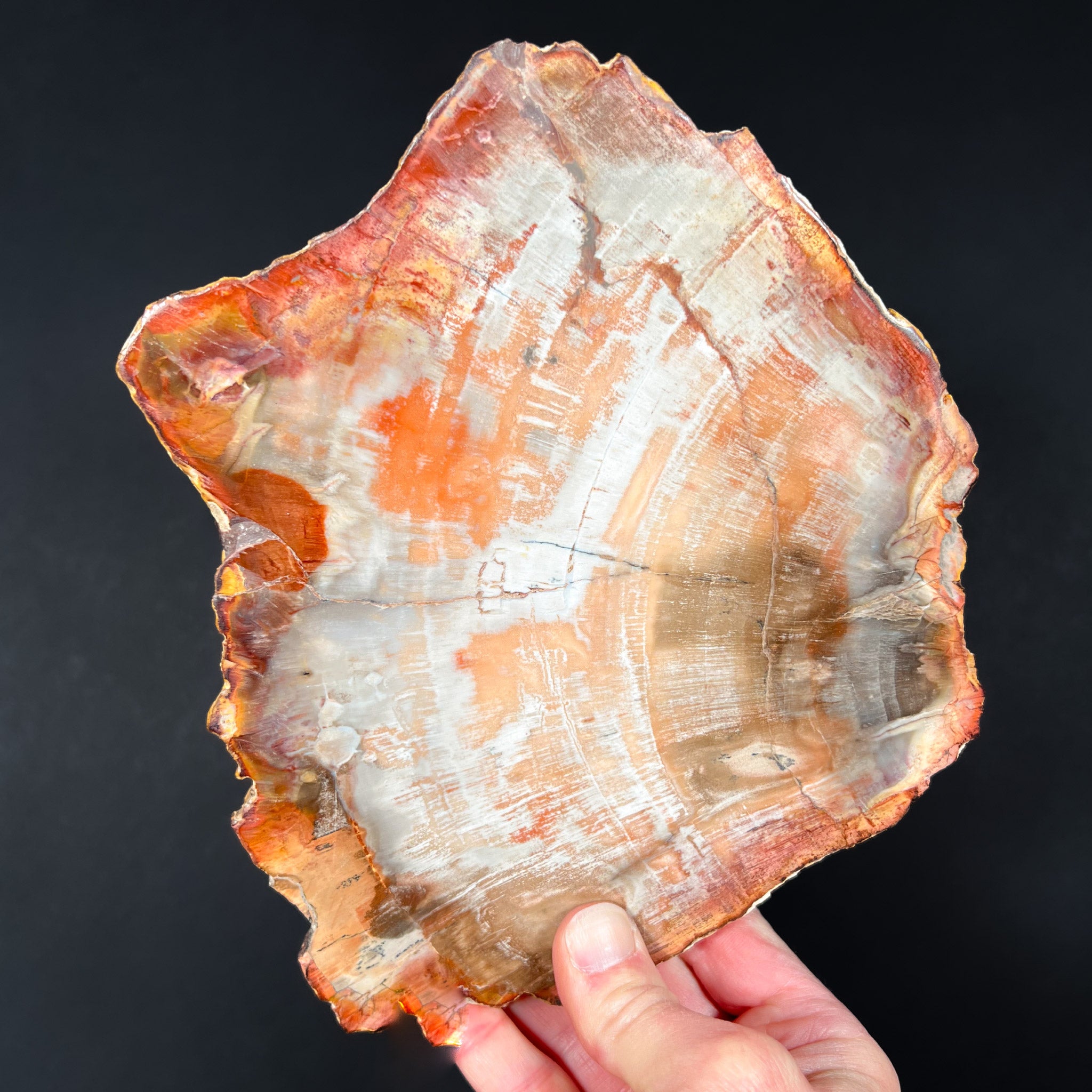 Petrified Wood Slice from Madagascar | For Sale | Unearthed Store