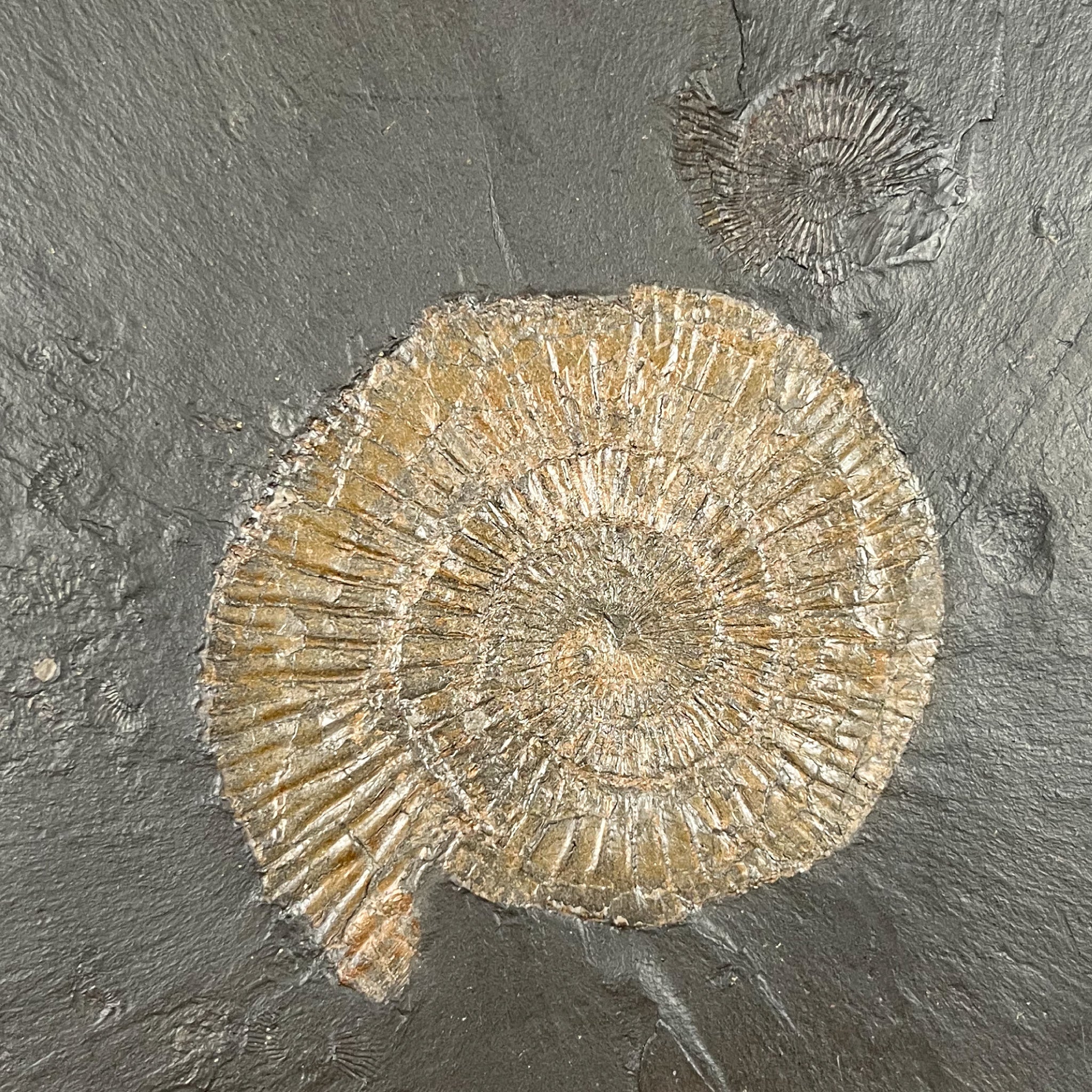 Fossils In Asphalt