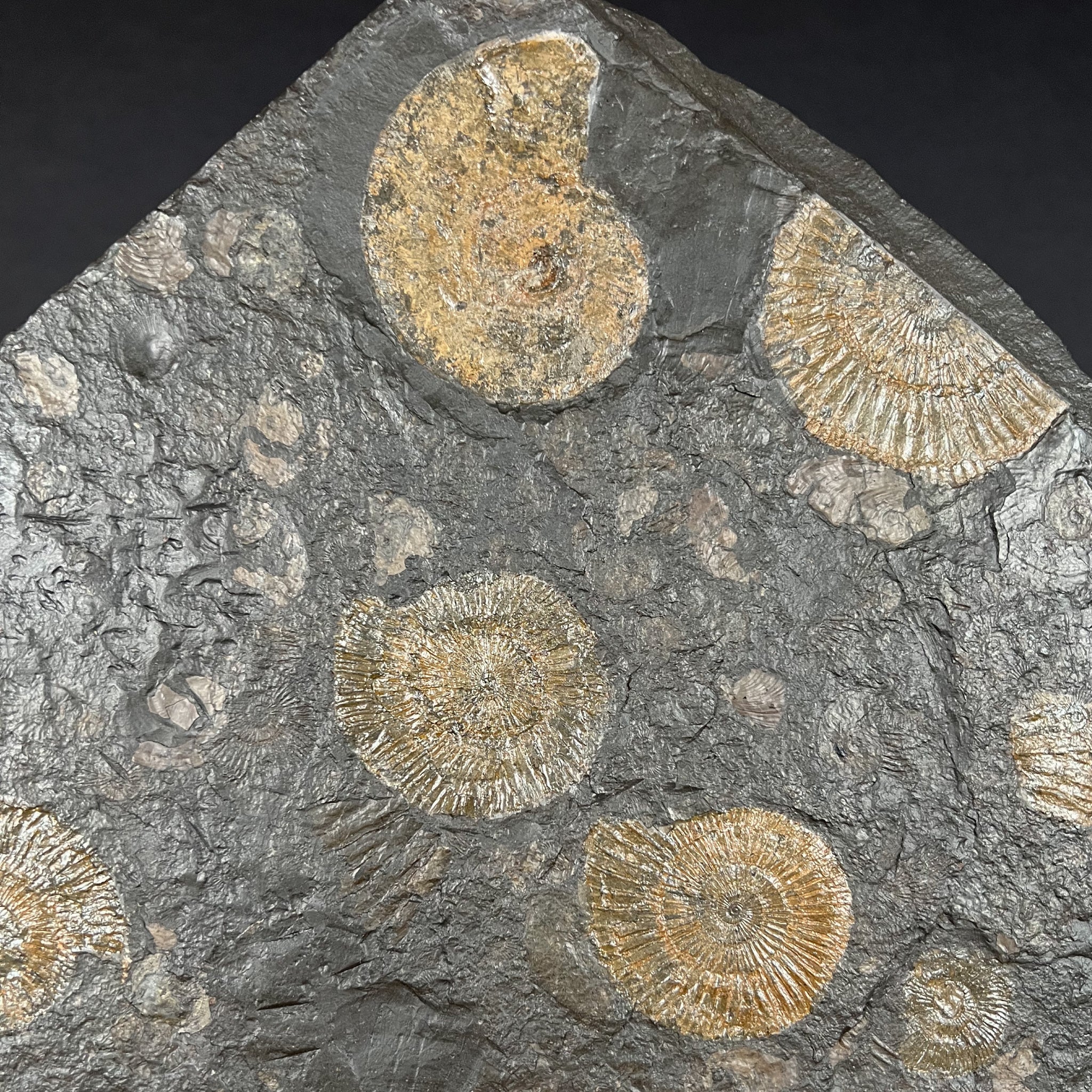 Pyritized Ammonite Fossils on Shale Matrix | For Sale | Unearthed Store