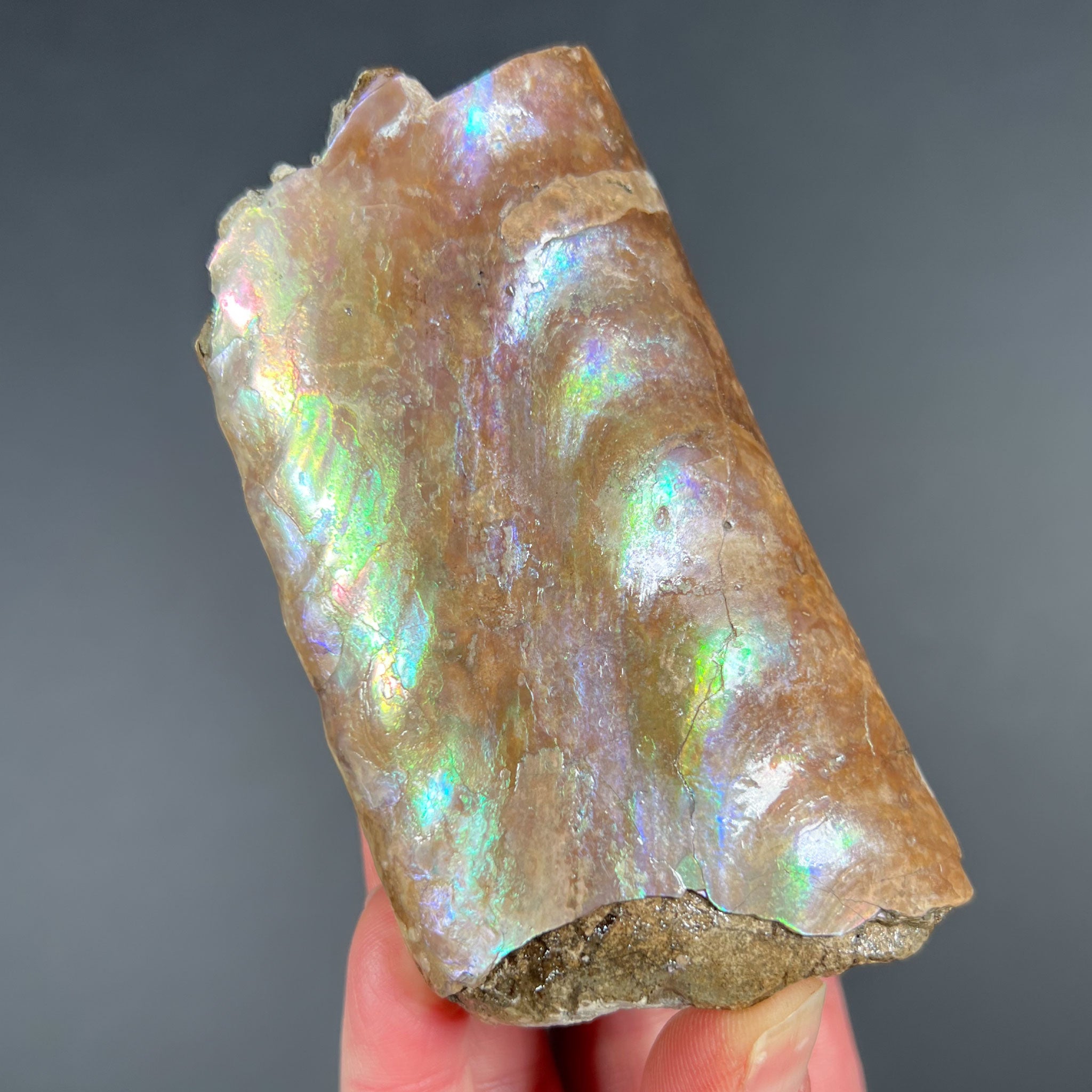 Iridescent Baculite Fossil from South Dakota | For Sale - Unearthed Store