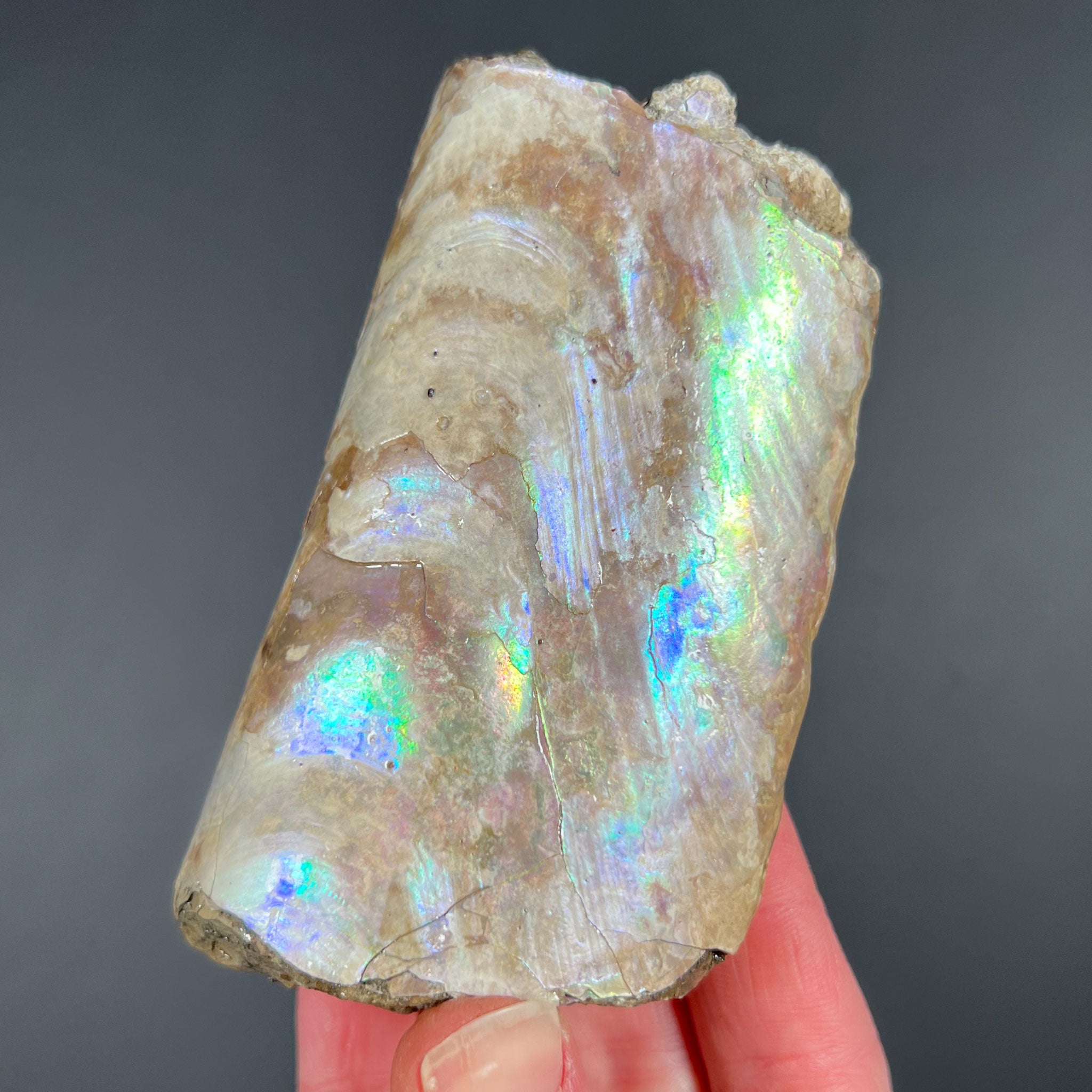 Iridescent Baculite Fossil from South Dakota | For Sale - Unearthed Store